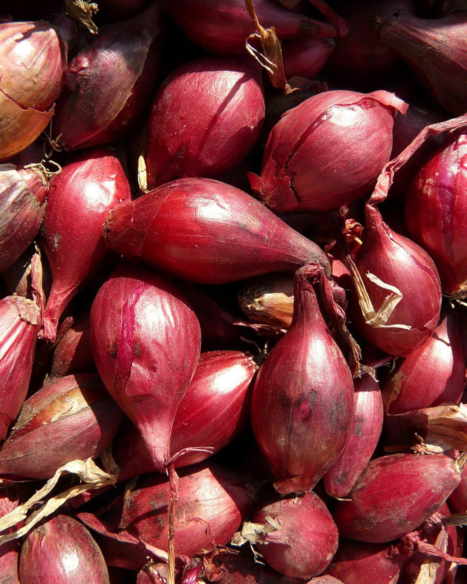 How To Freeze Shallots (Save Time + Reduce Waste)