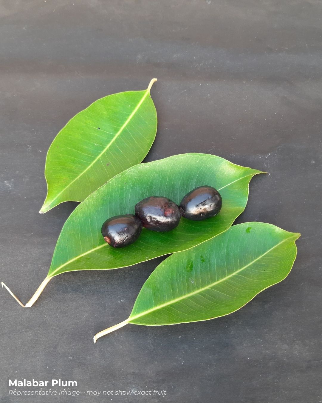 60 Fruits That Start With M (From Everyday to Exotic!)